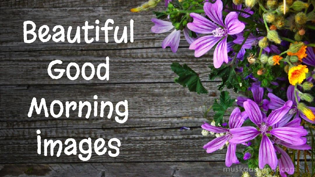 Beautiful Good Morning Images For Whatsapp Hd Free With Es In Hindi - Infoupdate.org
